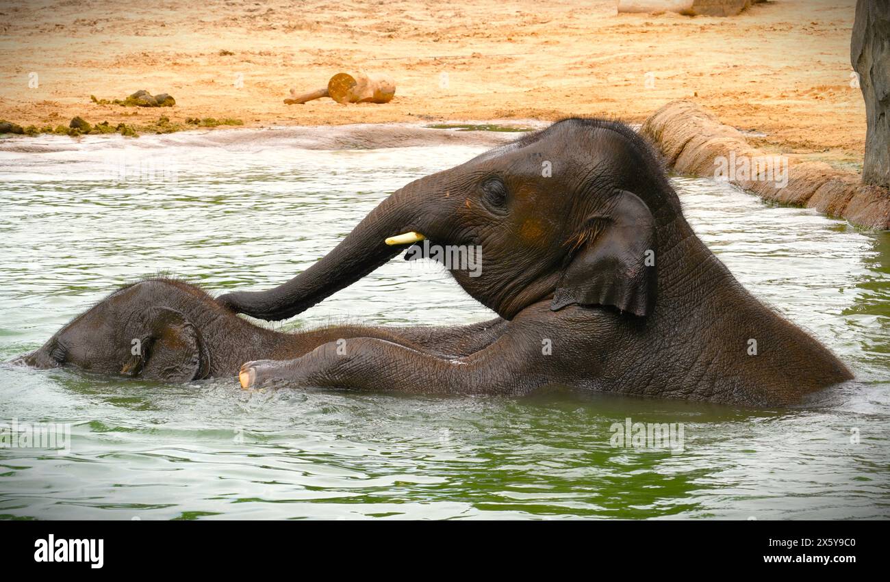Asian elephants at zoo hi-res stock photography and images - Alamy