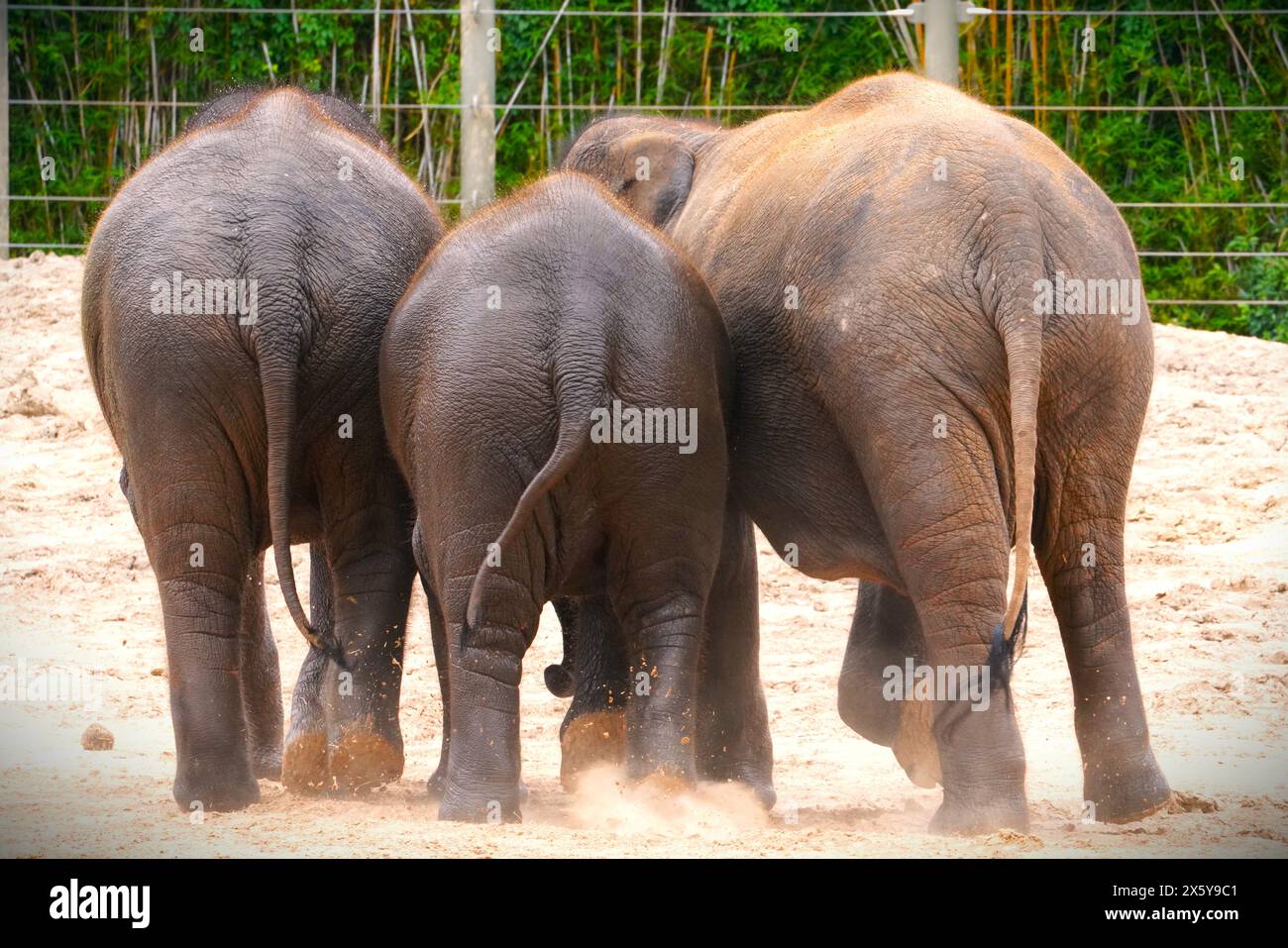 Three Asian Elephants Running Stock Photo - Alamy