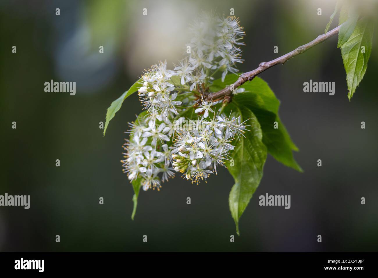 Full frame macro abstract texture background of delicate white flower ...