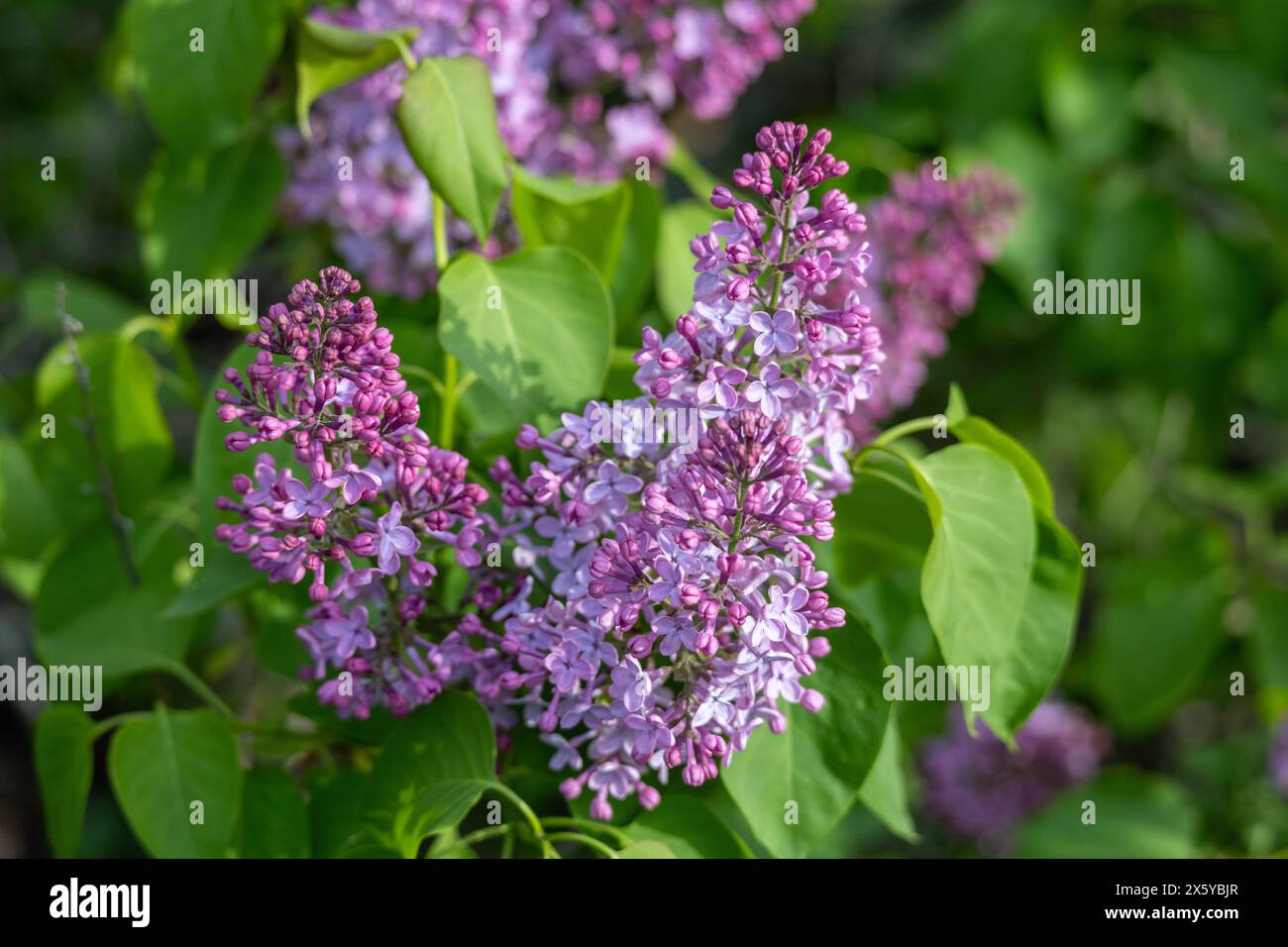 Full frame macro abstract texture background of flower buds and ...