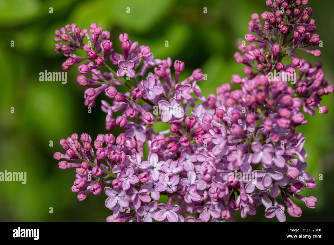 Full frame macro abstract texture background of flower buds and ...