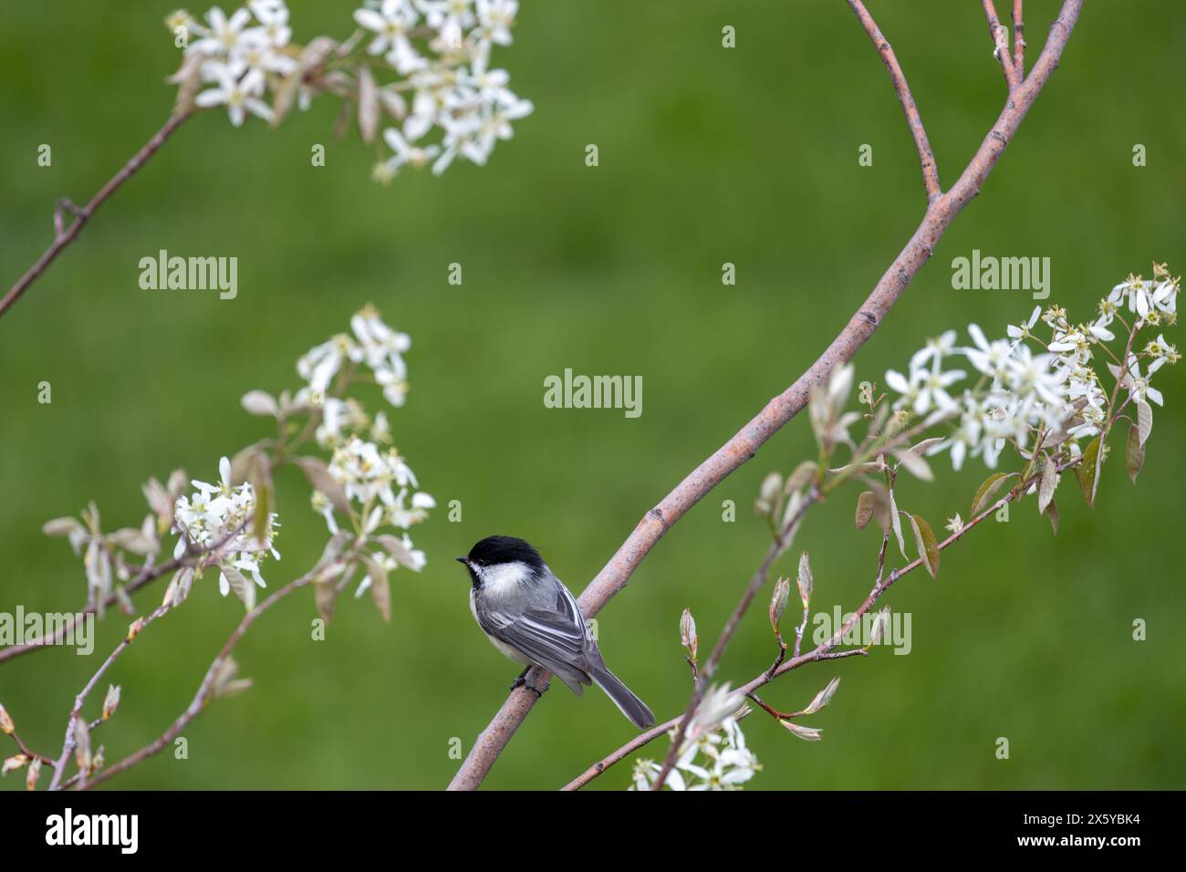 Black-capped chickadee (poecile atricapillus) perched on the branch of ...