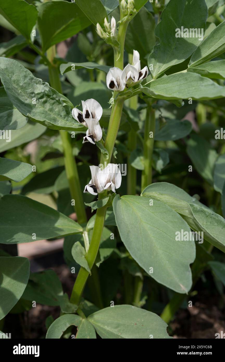 Flowering Broad bean plants. Blooming Vicia Faba or field bean in ...