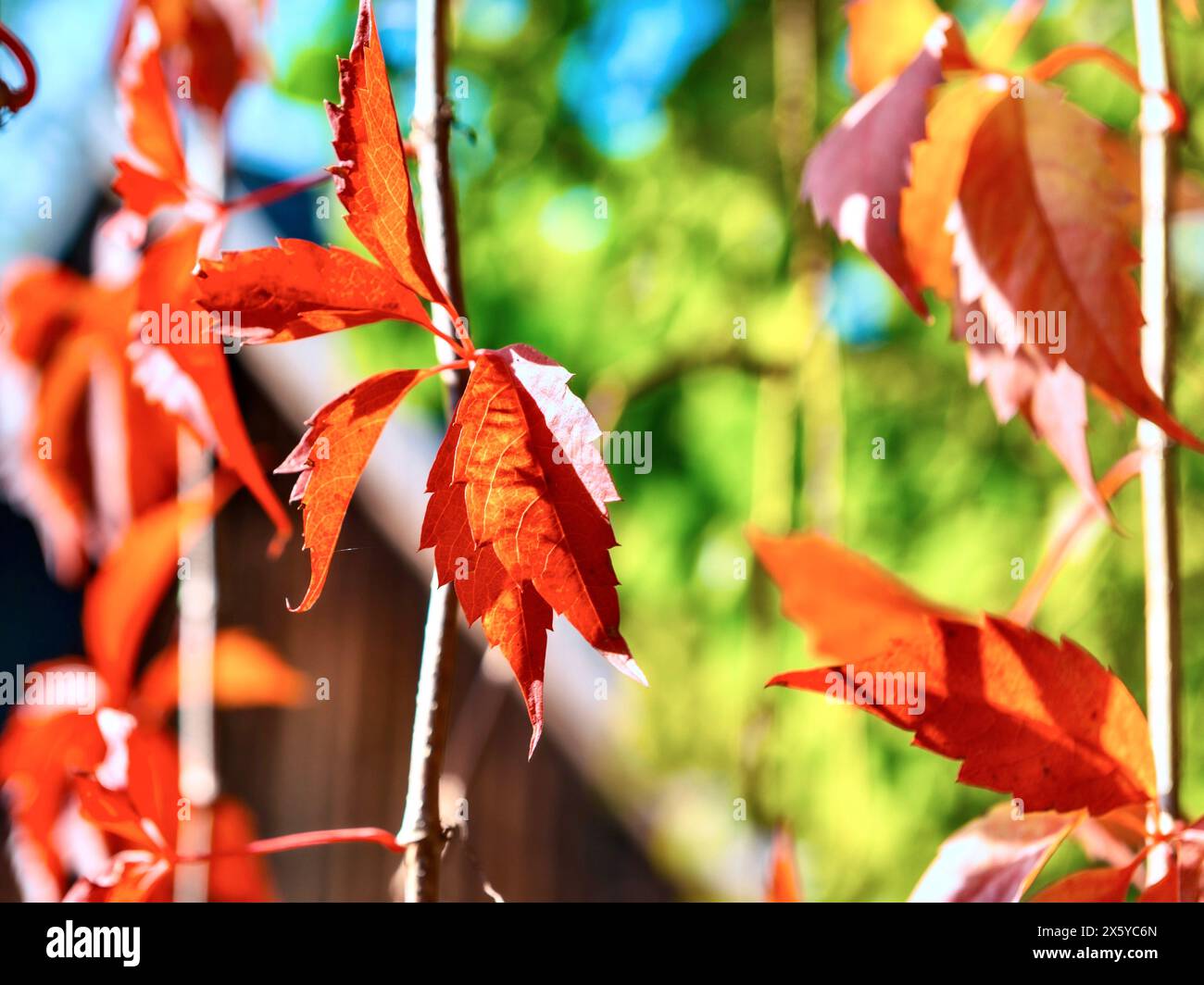 Beautiful red autumn grapes leaves hi-res stock photography and images ...