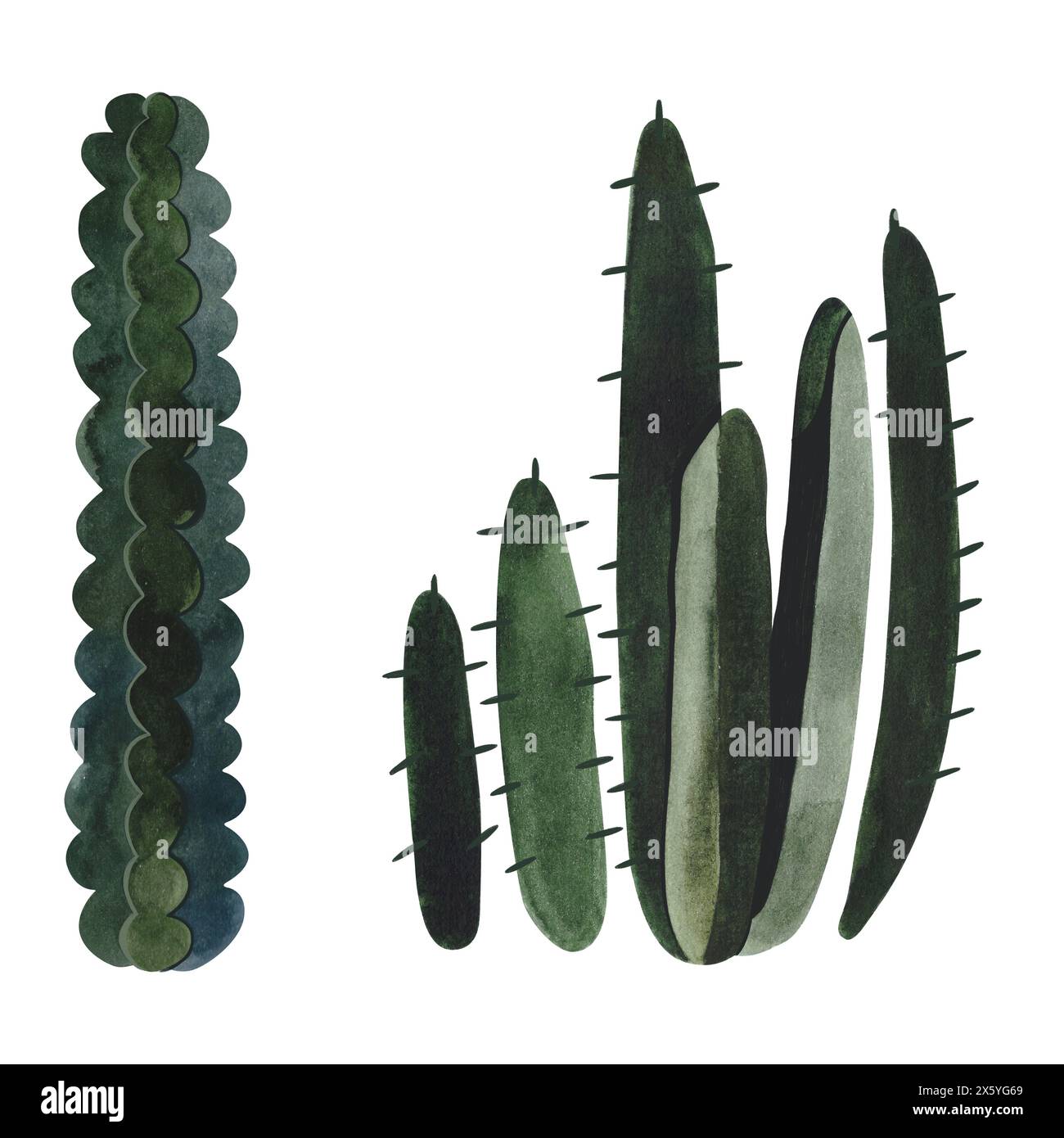 Set of cacti. Plants for the home. Floriculture. Desert flora. Isolated ...