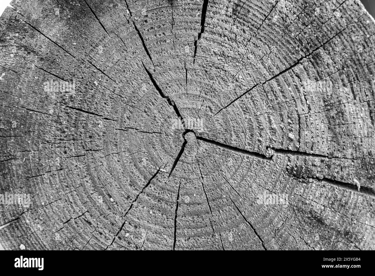 Detailed black and white texture of a felled tree trunk or stump. Rough ...