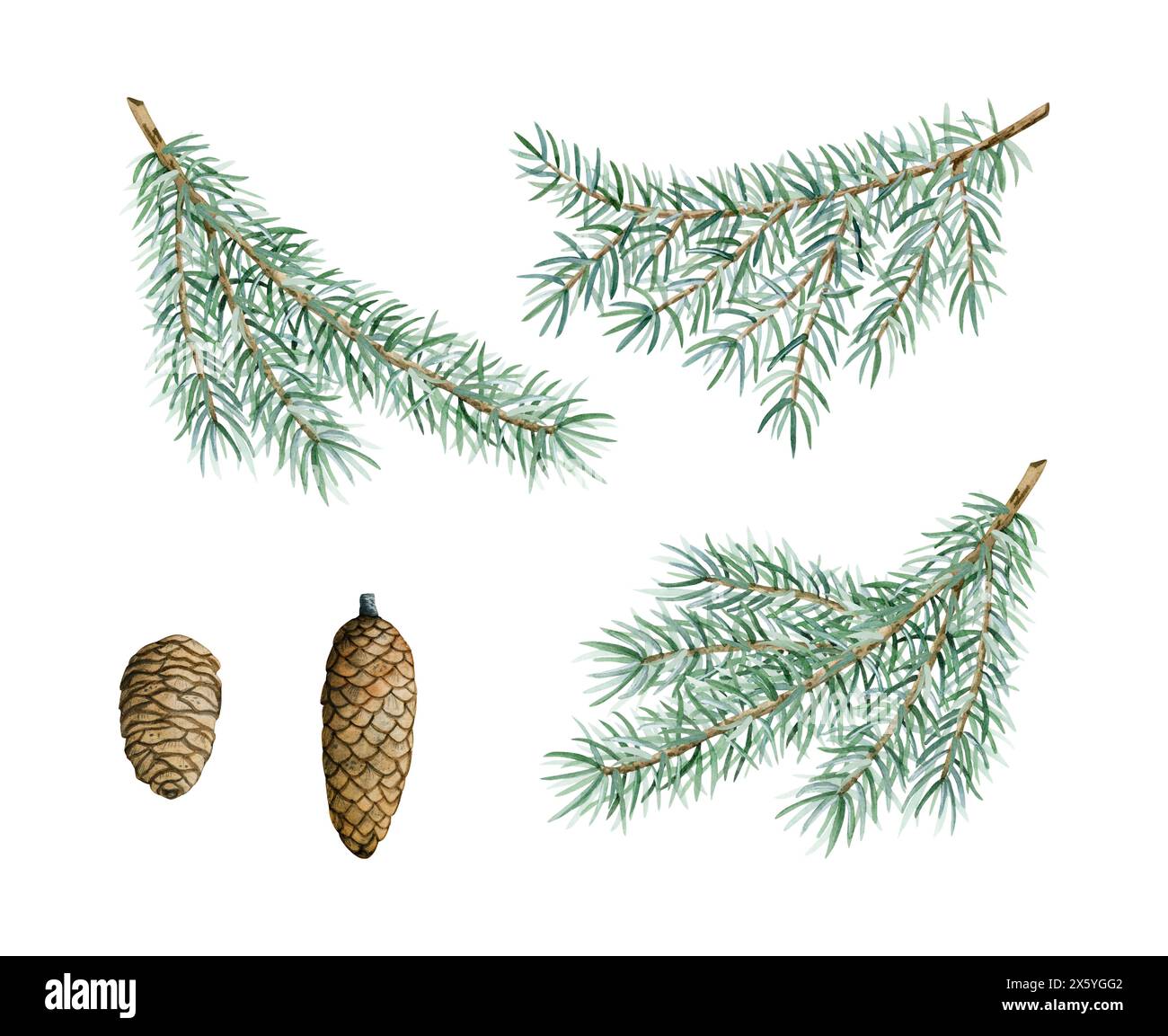 Set fir branches cones hi-res stock photography and images - Alamy