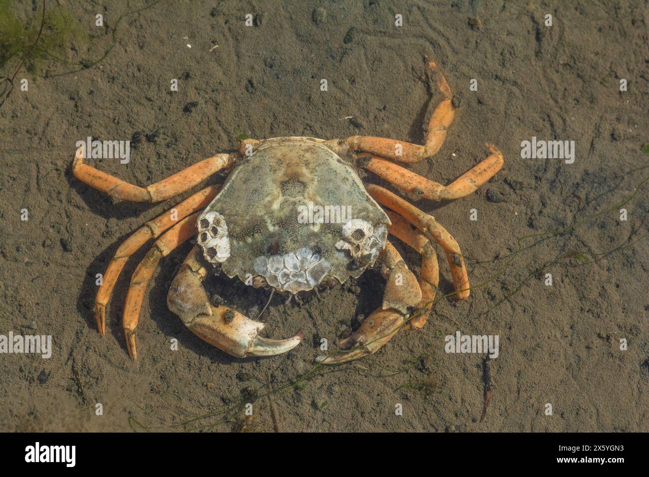 Beach Crab resp.Carcinus maenas with Barnacles on his back while low ...