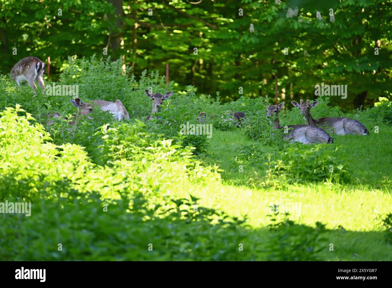 Beautiful animals in a wild nature. Fallow deer (Dama dama) Colorful ...