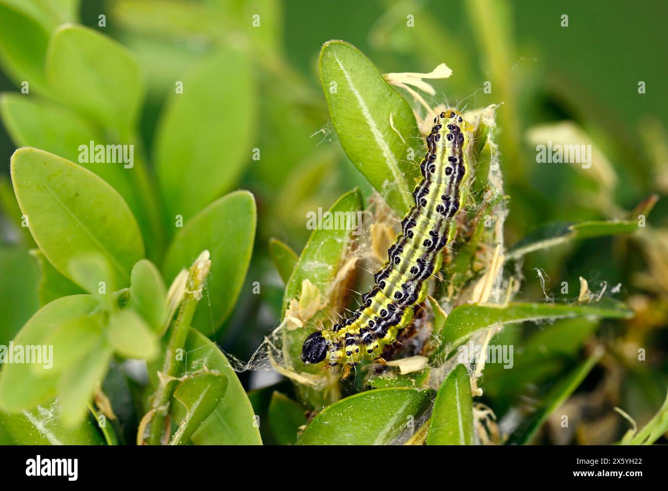 Caterpillar of Box tree moth, cydalima perspectalis, on Boxwood, Buxus ...
