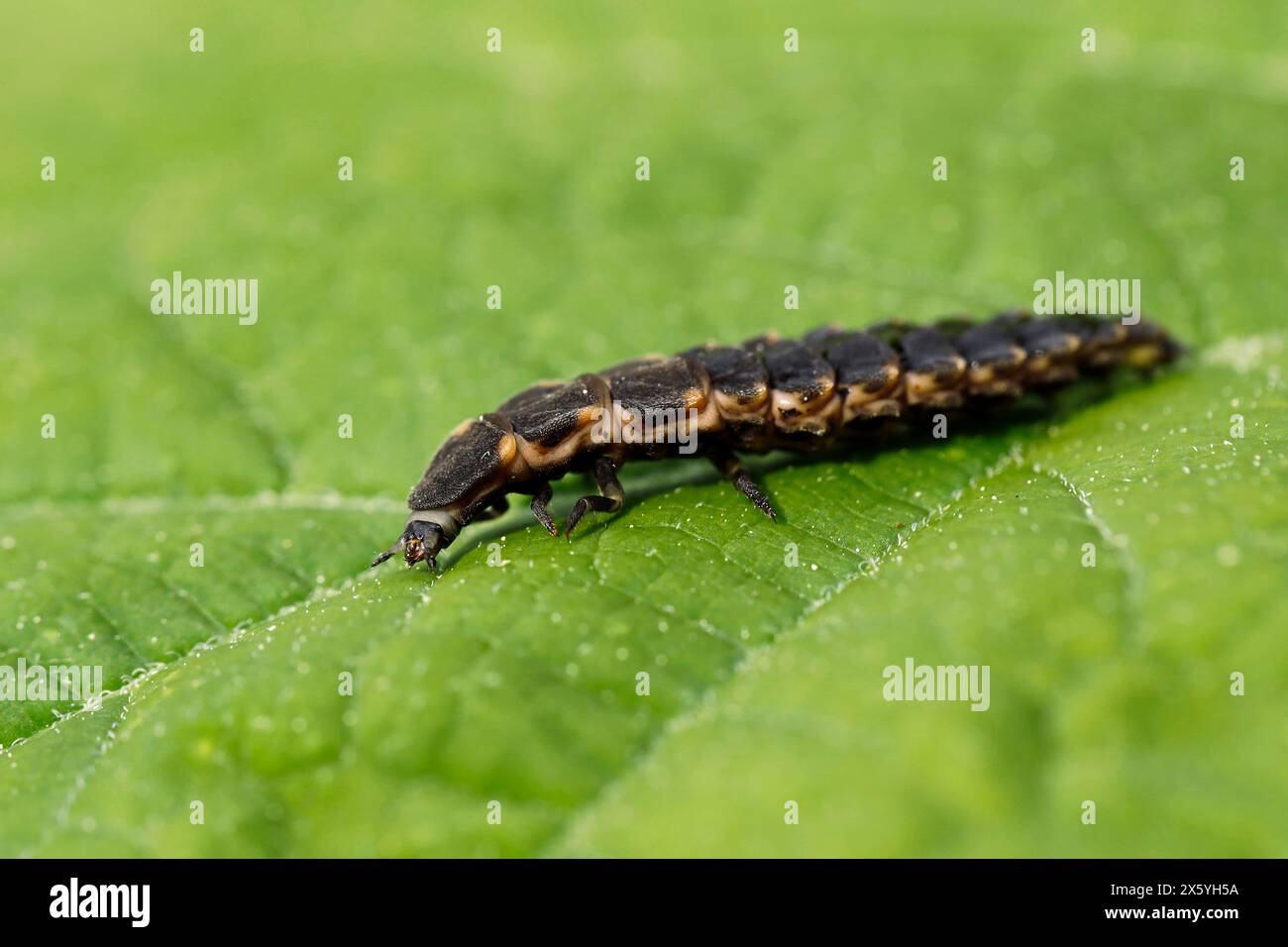 female firefly larva, Lampyris noctiluca, on green leaf, side view of a common glow-worm ...