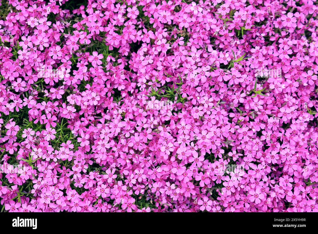 top view of pink moss phlox, Phlox subulata, creeping phlox, flower ...