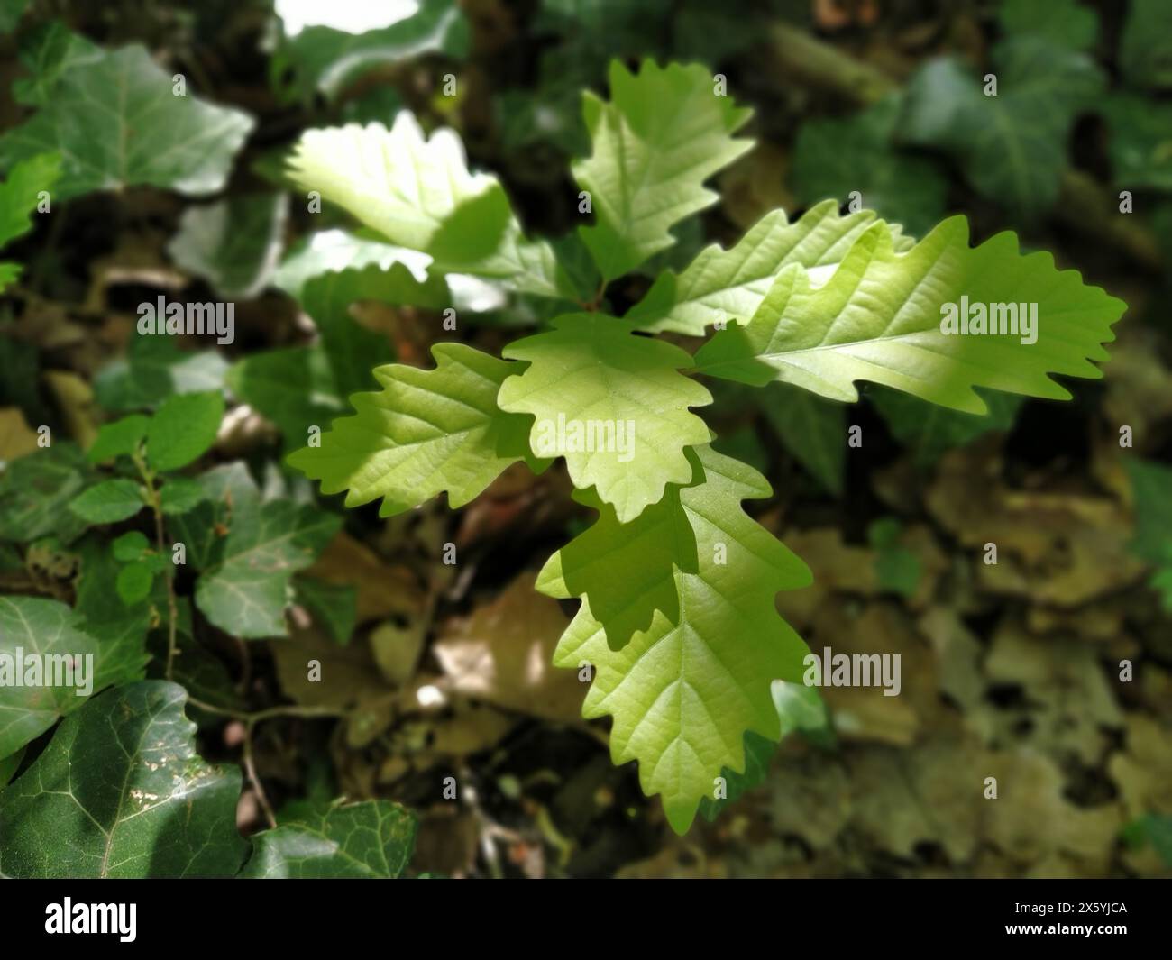 Young sprout of an oak. Lusitanian Oak - Latin - Quercus lusitanica ...