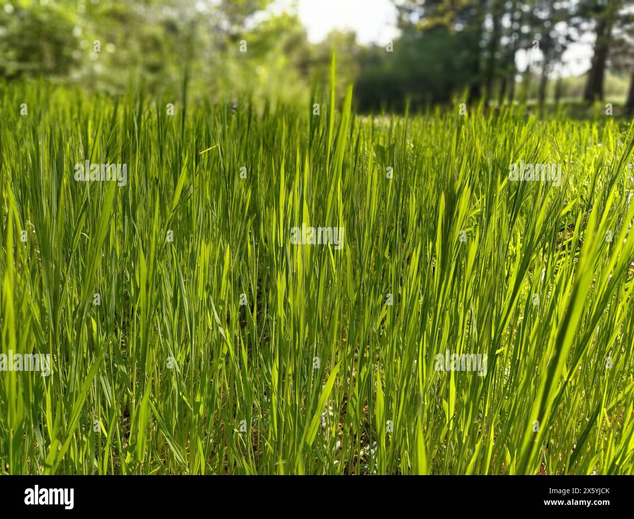 Green Grass Background With Sun Beam. Wheat field. Winter crops crops ...