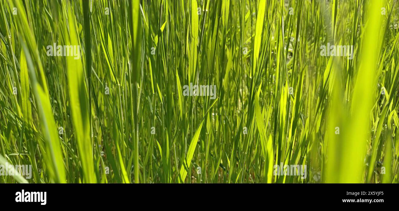 Green Grass Background With Sun Beam. Wheat field. Winter crops crops ...