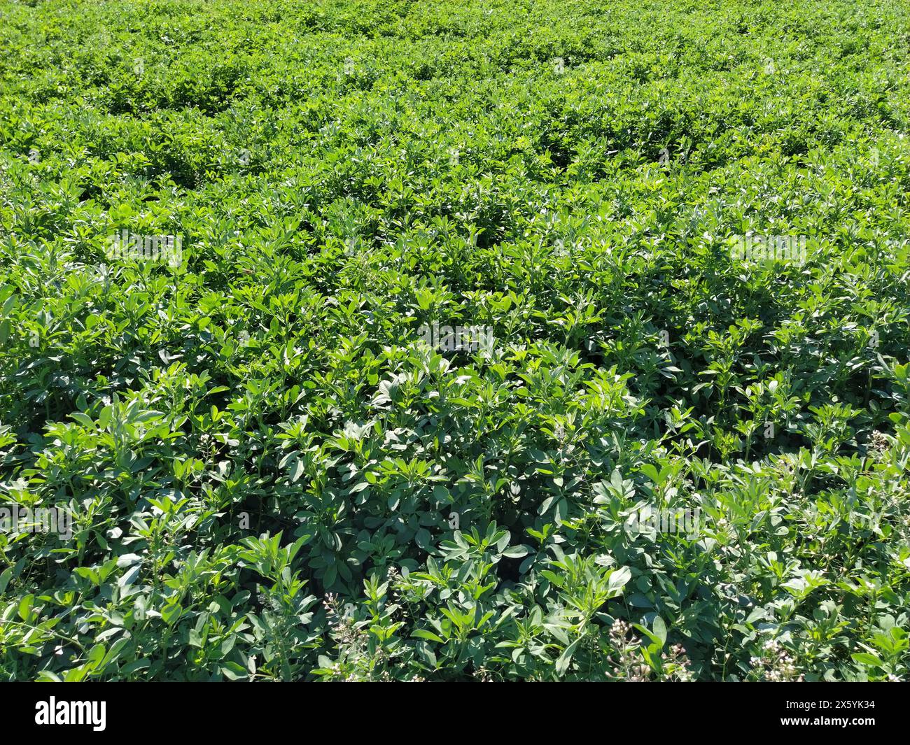 Field with green clover. Food for cows, goats, sheep, pigs and domestic ...