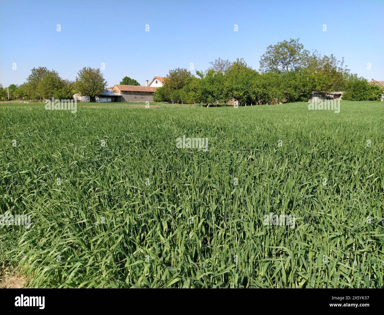 Wheat field close up. Green tall grass spike in the summer and sway in ...