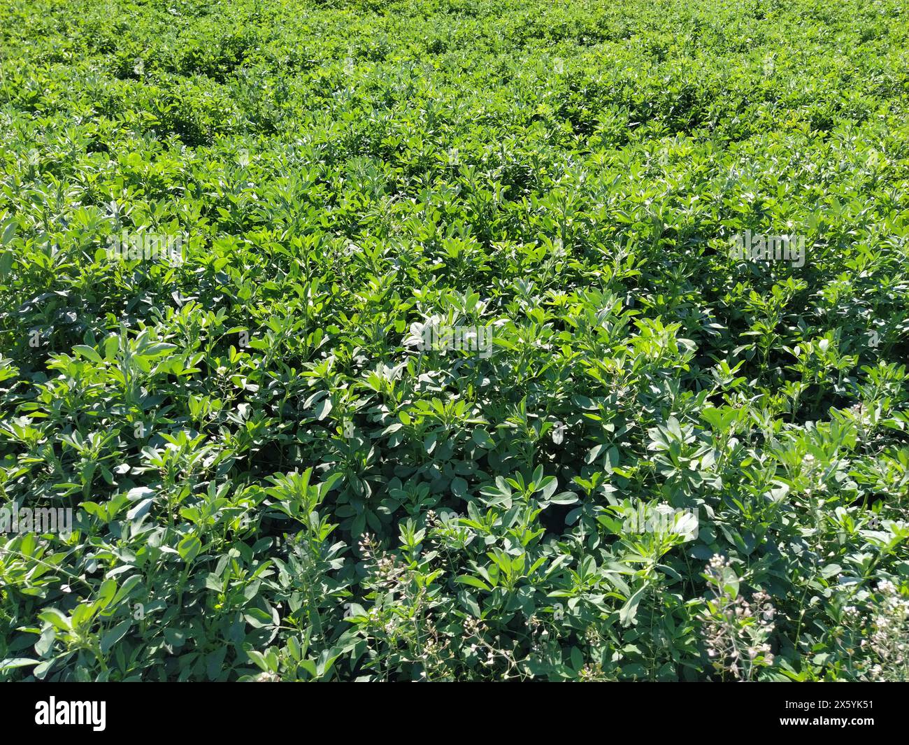 Field with green clover. Food for cows, goats, sheep, pigs and domestic ...