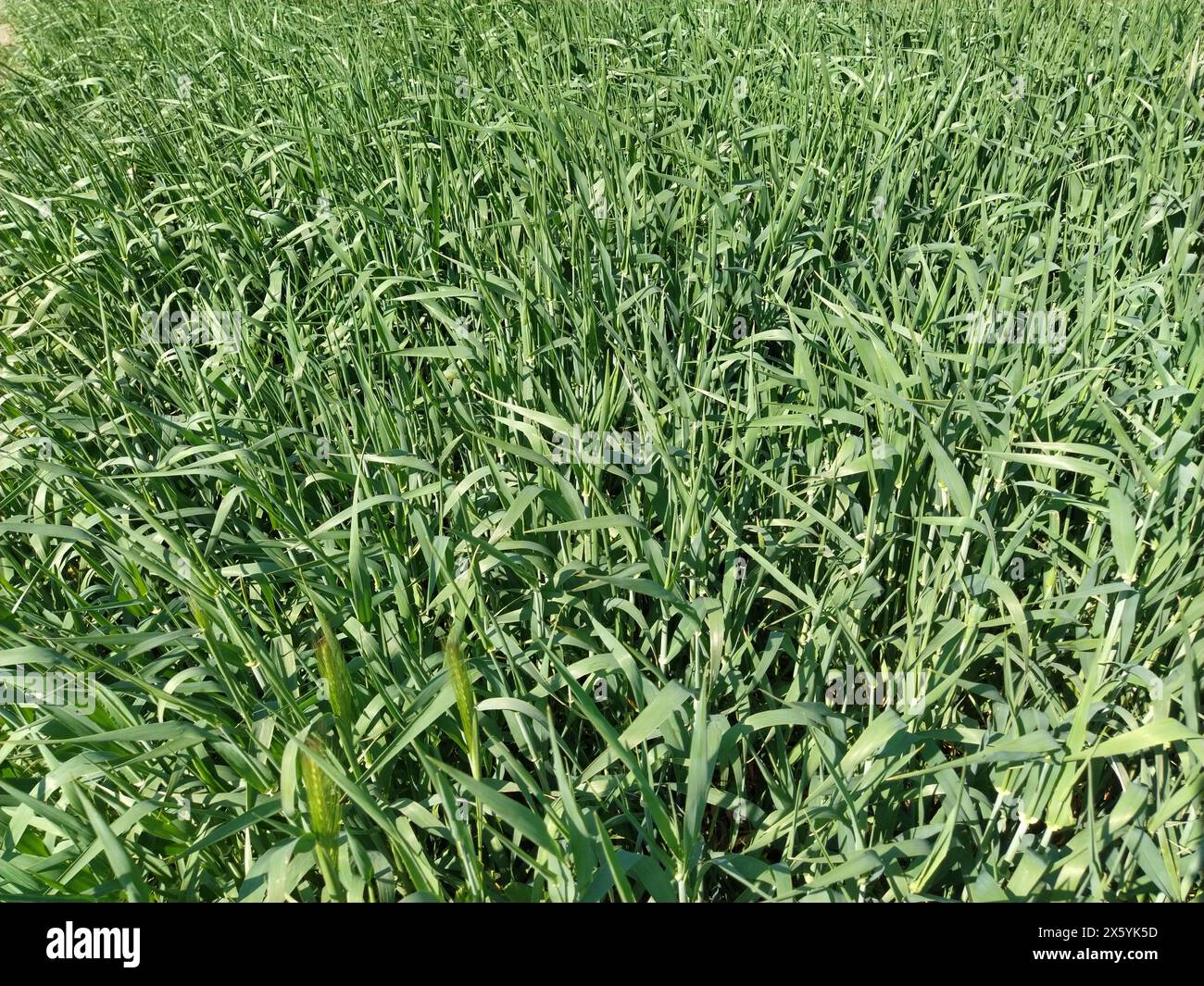 Color and bread hi-res stock photography and images - Alamy