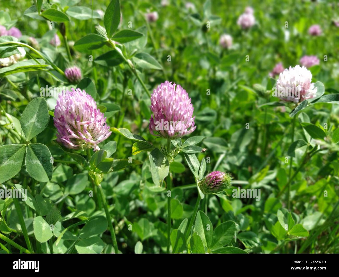 pink clover on the field. Forest glade or city lawn with flowers. Field ...