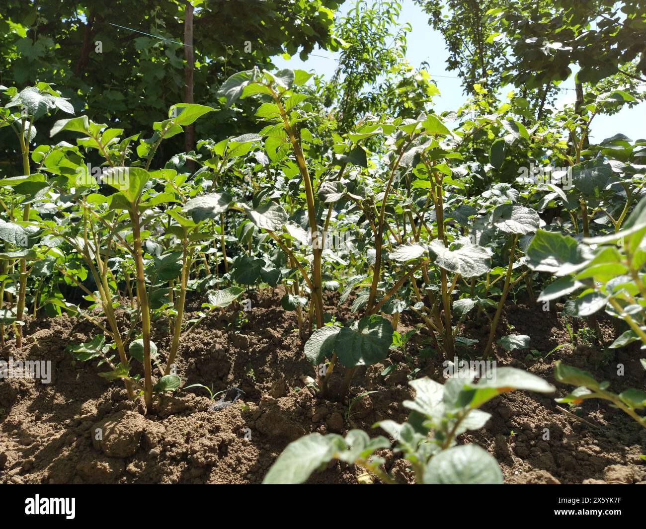 Potato plant. Potatoes, or Tuberous nightshade, are a type of perennial ...