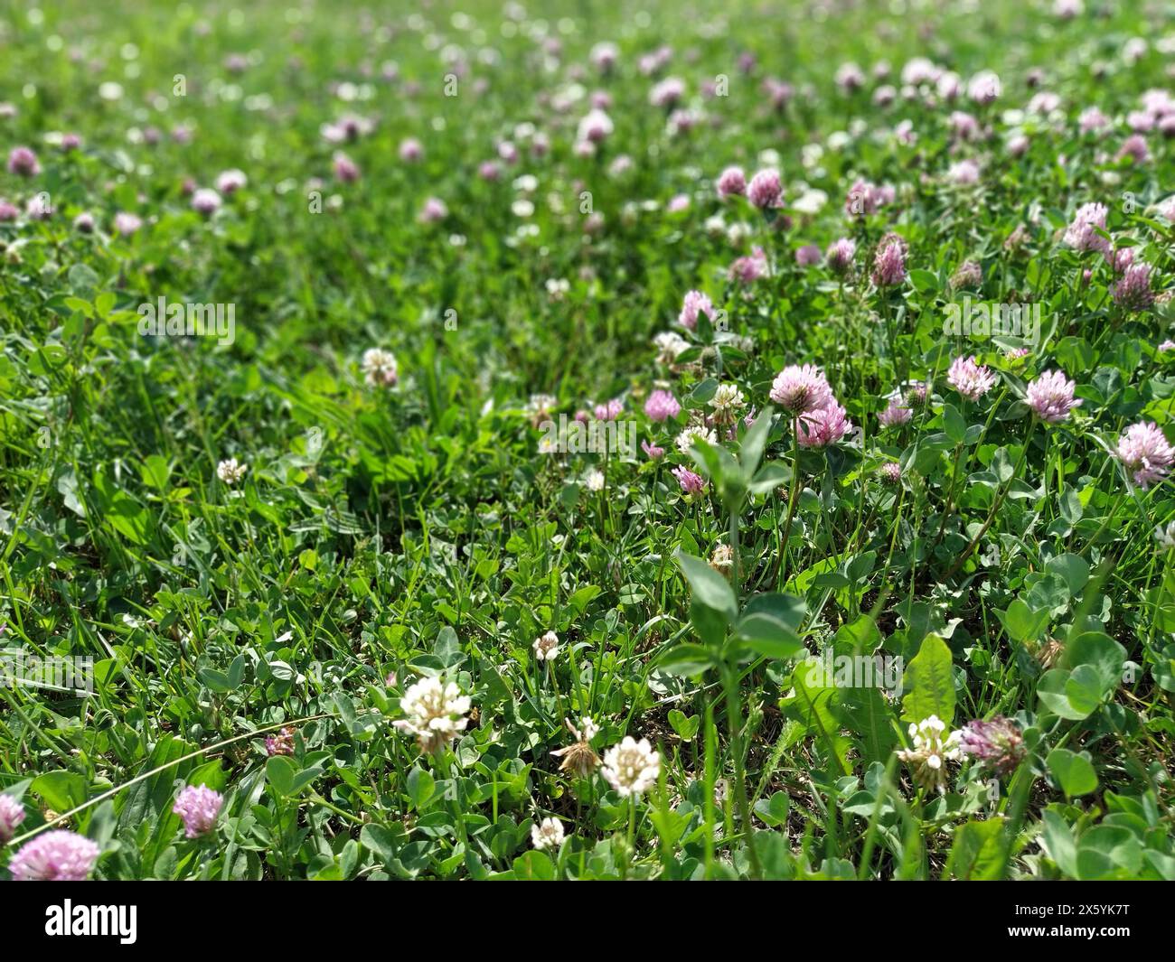 pink clover on the field. Forest glade or city lawn with flowers. Field ...
