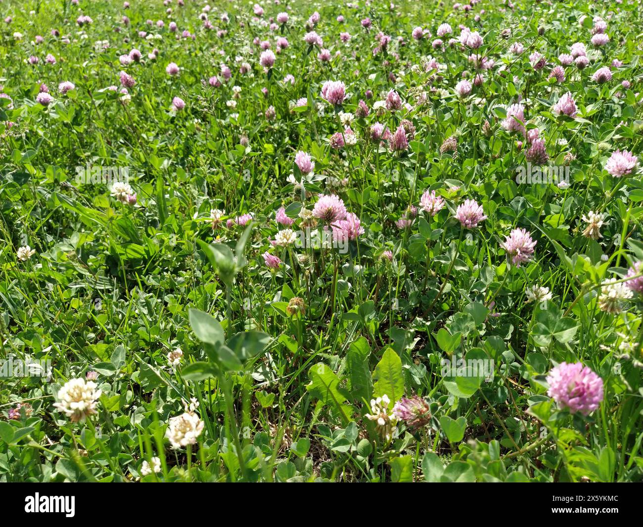 pink clover on the field. Field plants - honey plants. Dutch clover on ...