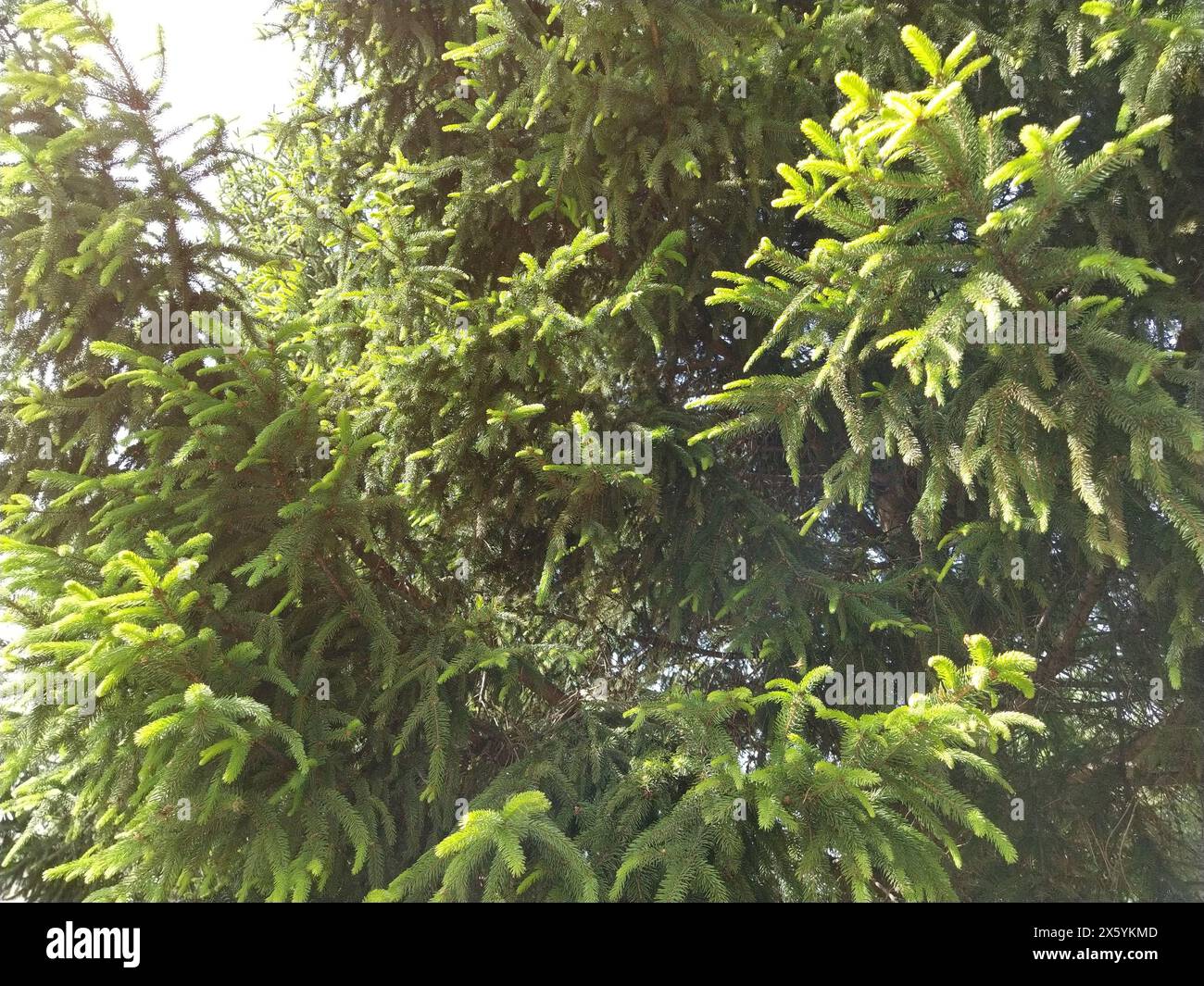 spruce branches with light green shoots. Lush tree in the sun. Forest ...