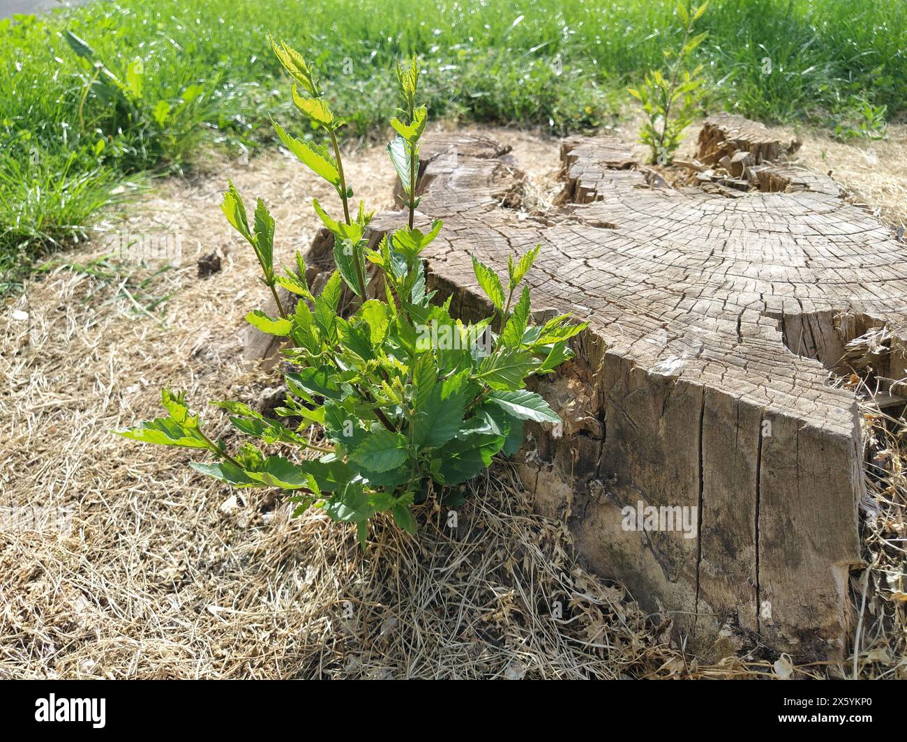 New sprouts from a stump. The sawn tree remained alive and is reborn a ...