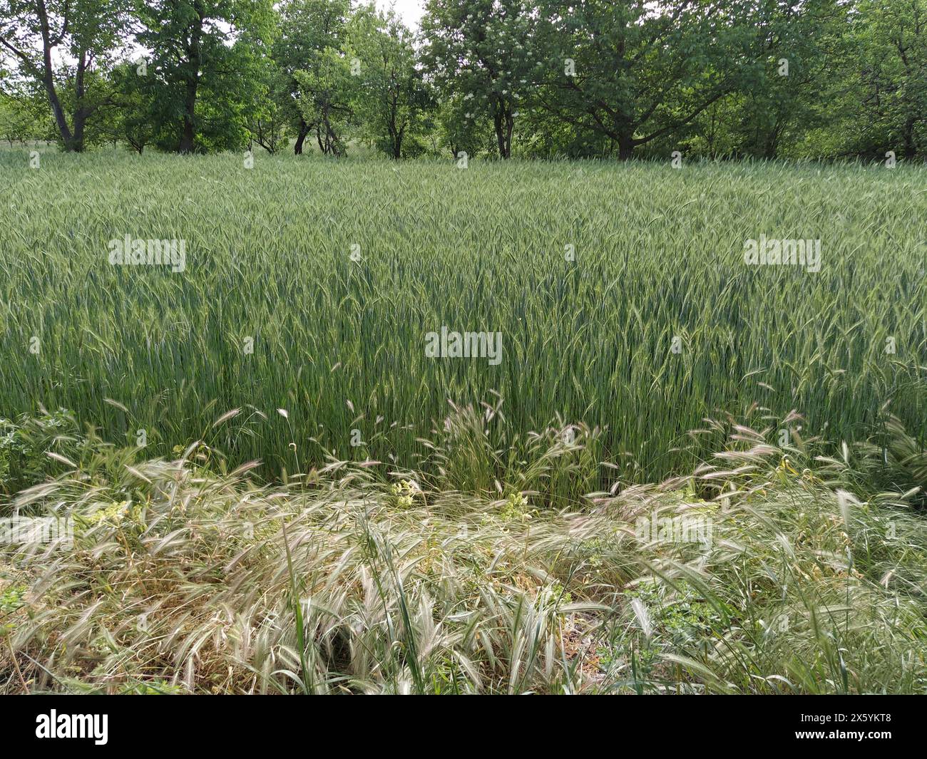 Wall barley or Hordeum murinum grows grows next to a wheat field ...