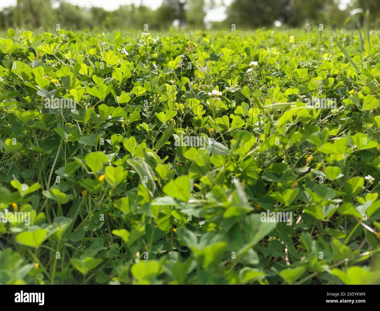 clover field. Close-up of green plants. Summer time. Bright greens ...