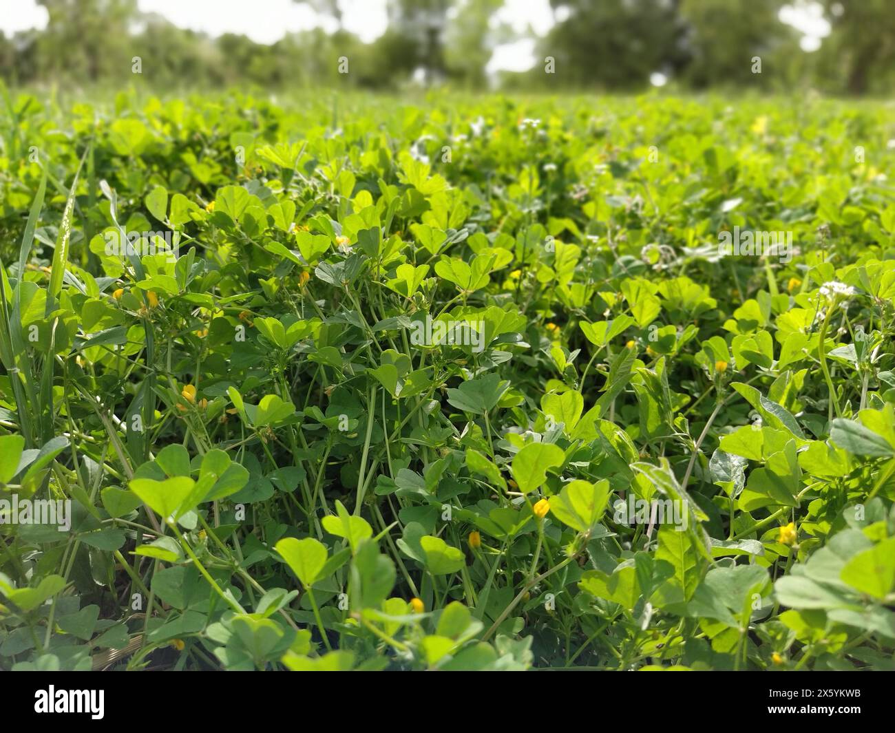 clover field. Close-up of green plants. Summer time. Bright greens ...