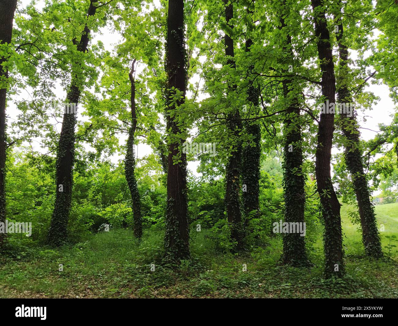 Deciduous forest. Jungle. Subtropical or temperate continental climate ...