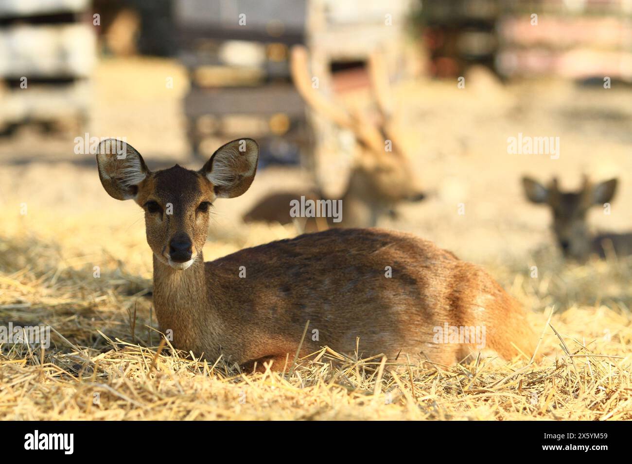 The sika deer (Cervus Nippon), also known as the Northern spotted deer ...