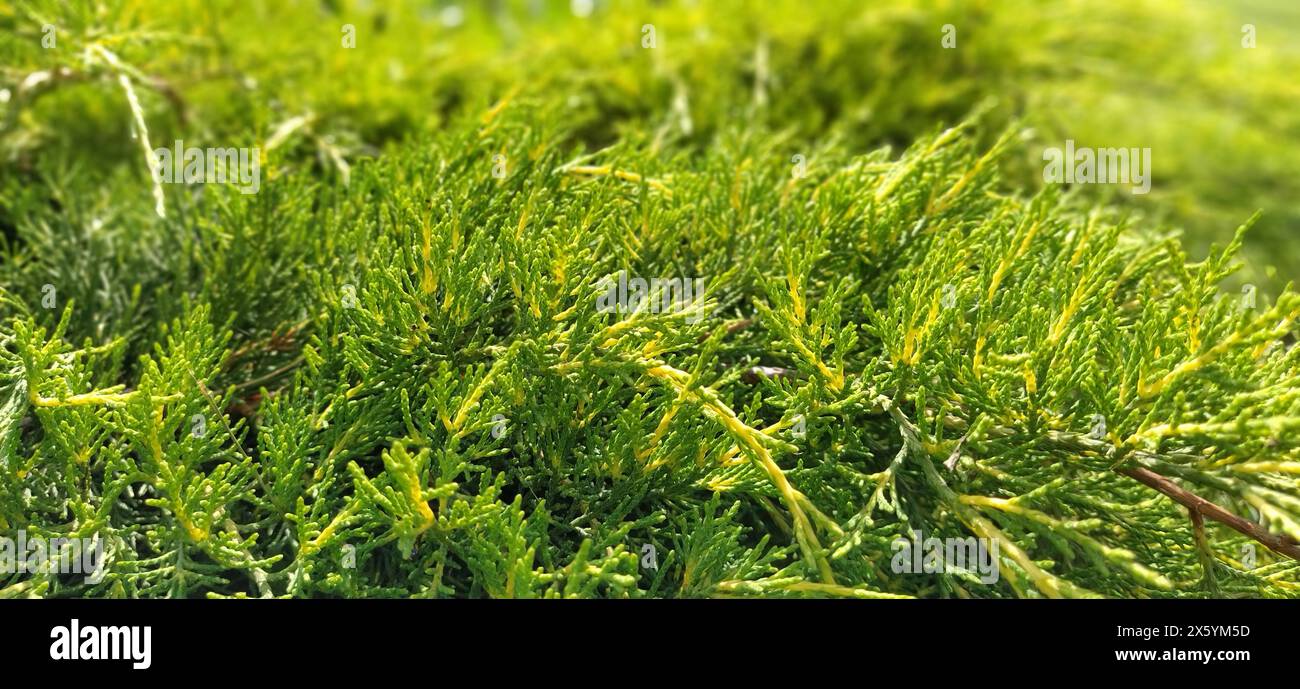 Thuja leaves close up. Thuja or Tree of Life, Latin Thuja, is a genus ...
