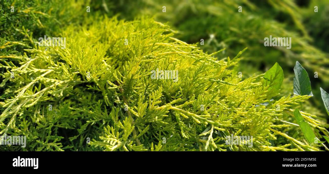 Thuja leaves close up. Thuja or Tree of Life, Latin Thuja, is a genus ...
