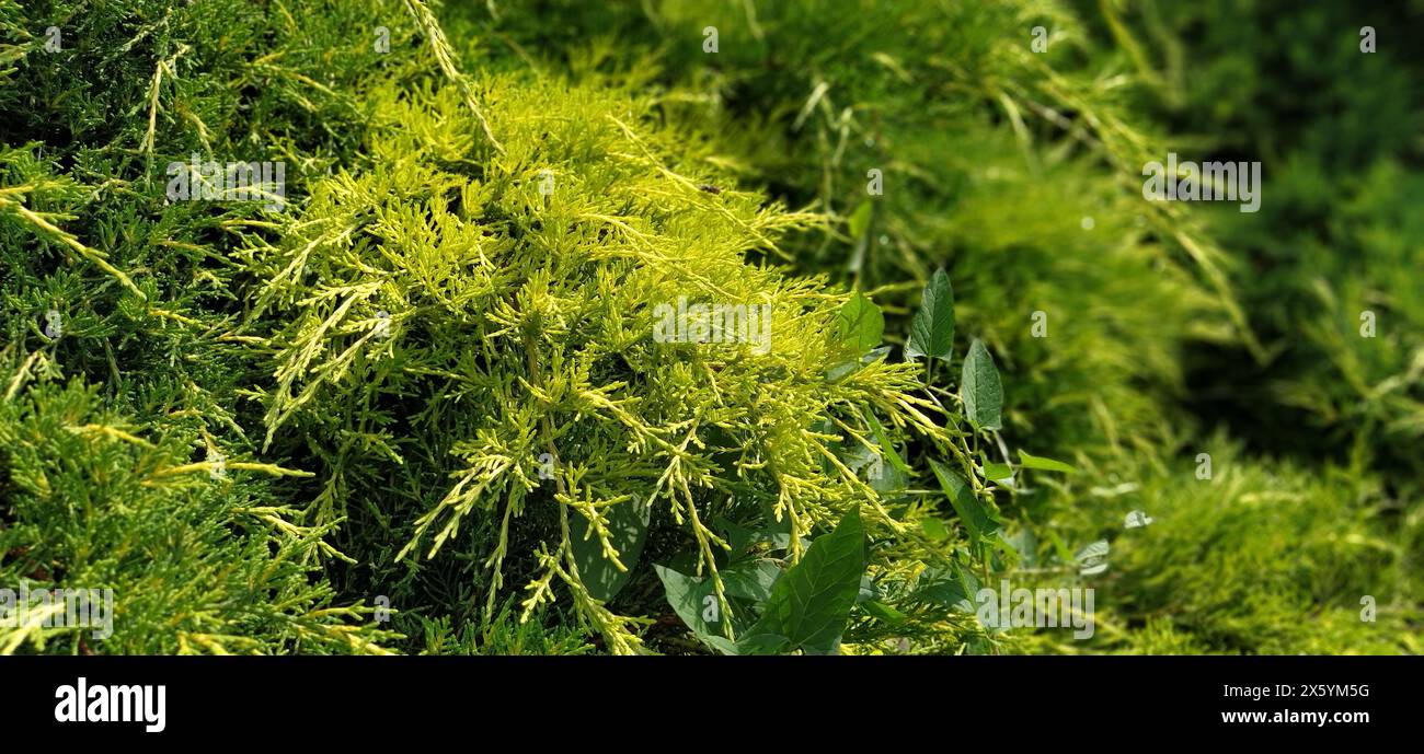 Thuja leaves close up. Thuja or Tree of Life, Latin Thuja is a genus of ...