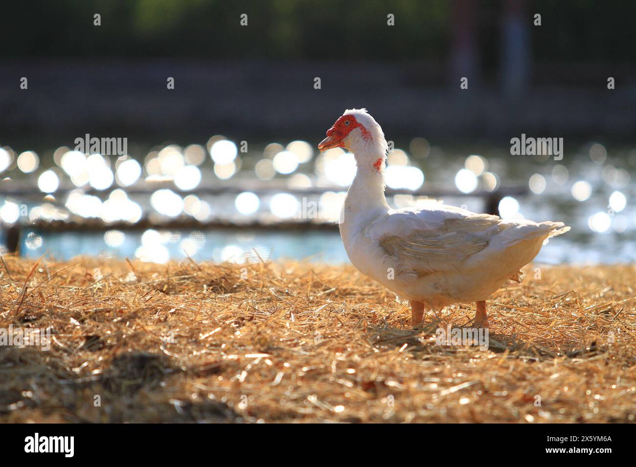 Ducks walking on straw in a farm the straw will be sold for use in ...