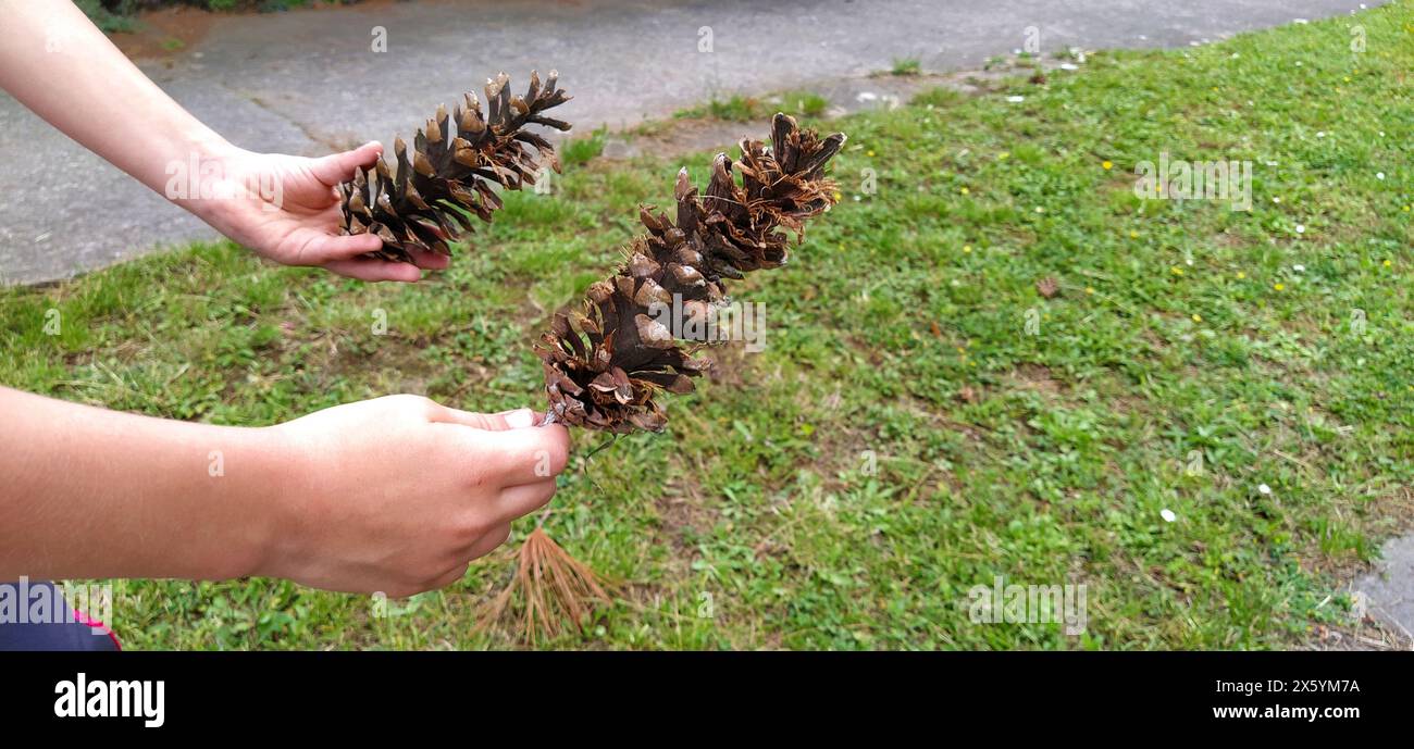 Two large pine cones in children's hands. A boy and a girl are holding a pine cone in their ...