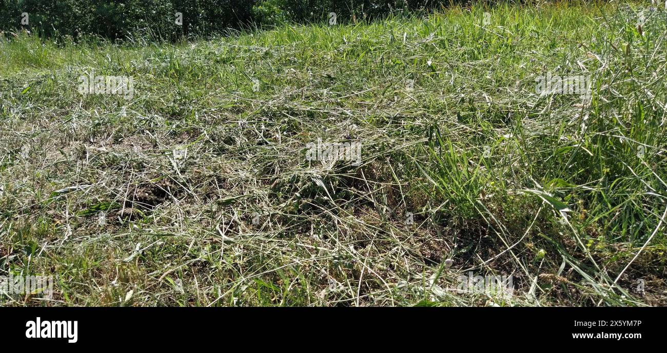 Hillside with mowed grass. Urban economy. Lawn mowing. The grass ...