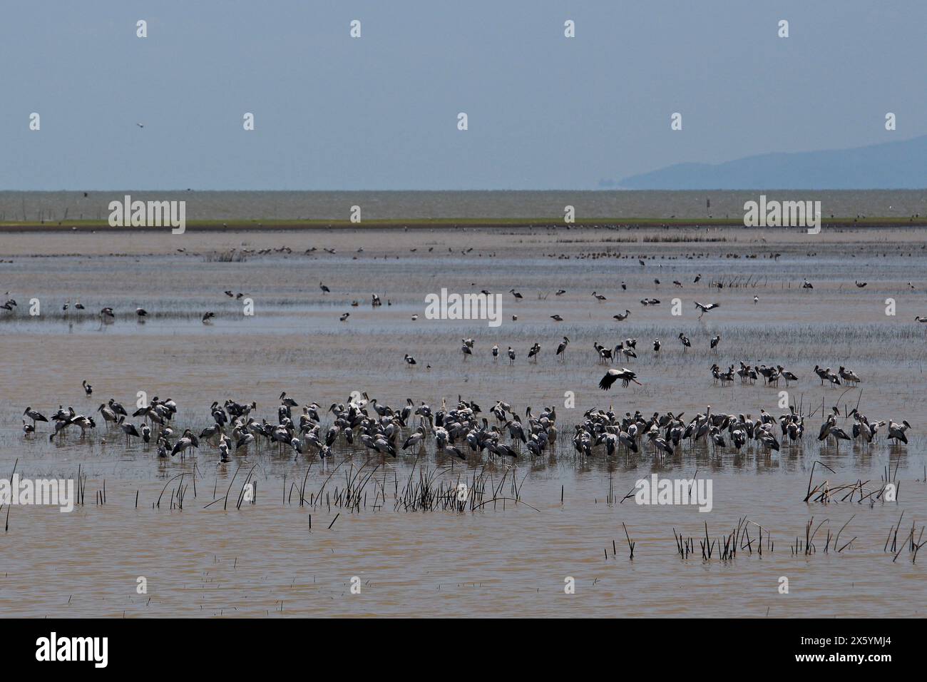 Flocks of various species of water birds are looking for food in the ...