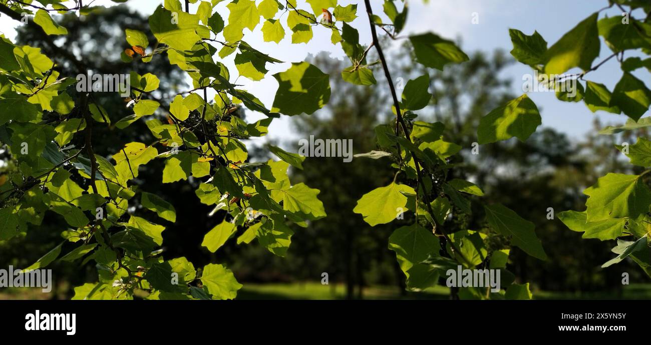Maple leaves. Backlit foliage on a tree. Blurred background Stock Photo ...