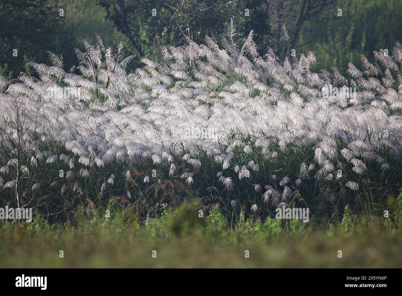 Soft white reed flowers Fluttering with the wind There is sunlight ...