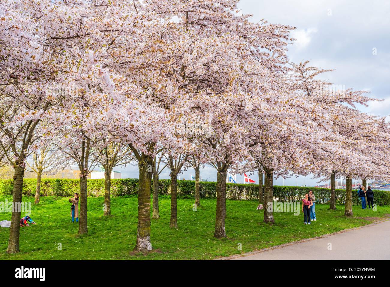 COPENHAGEN, DENMARK - APRIL 14, 2024: Beautiful cherry blossom trees in ...