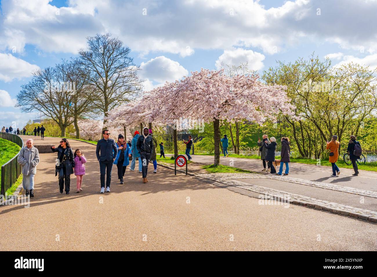 COPENHAGEN, DENMARK - APRIL 14, 2024: Beautiful cherry blossom trees in ...