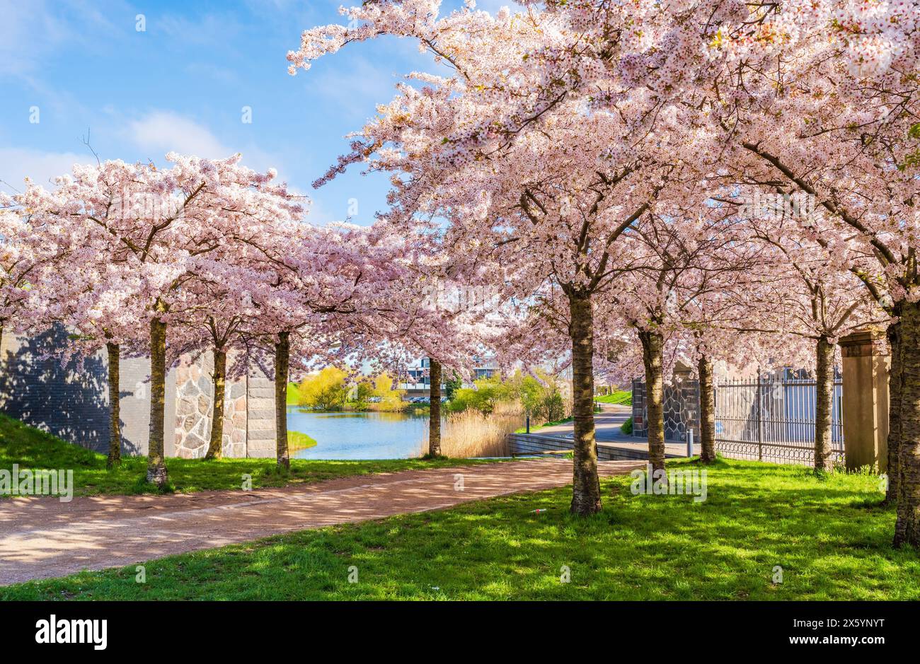 Beautiful cherry blossom trees in Langelinie park in Copenhagen ...
