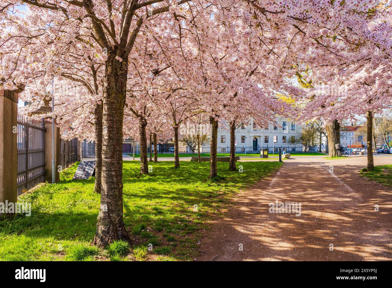 Beautiful cherry blossom trees in Langelinie park in Copenhagen ...