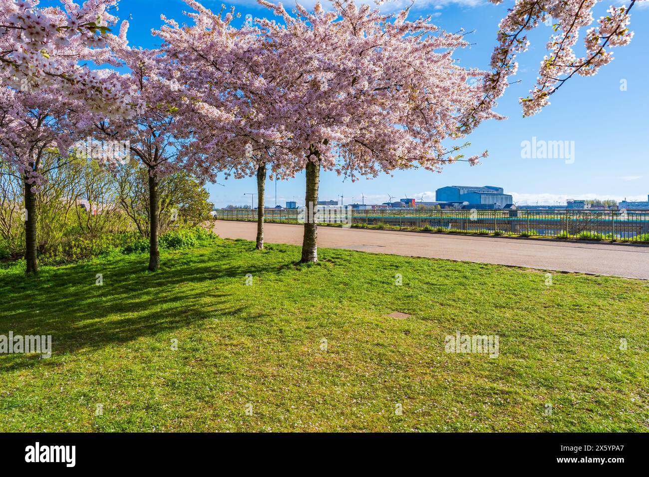 Beautiful cherry blossom trees in Langelinie park in Copenhagen ...