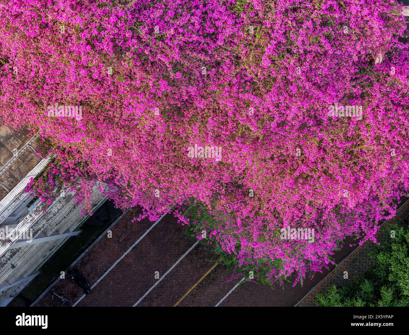 NANNING, CHINA - MAY 11, 2024 - A 30-meter tall Triangle plum grows ...