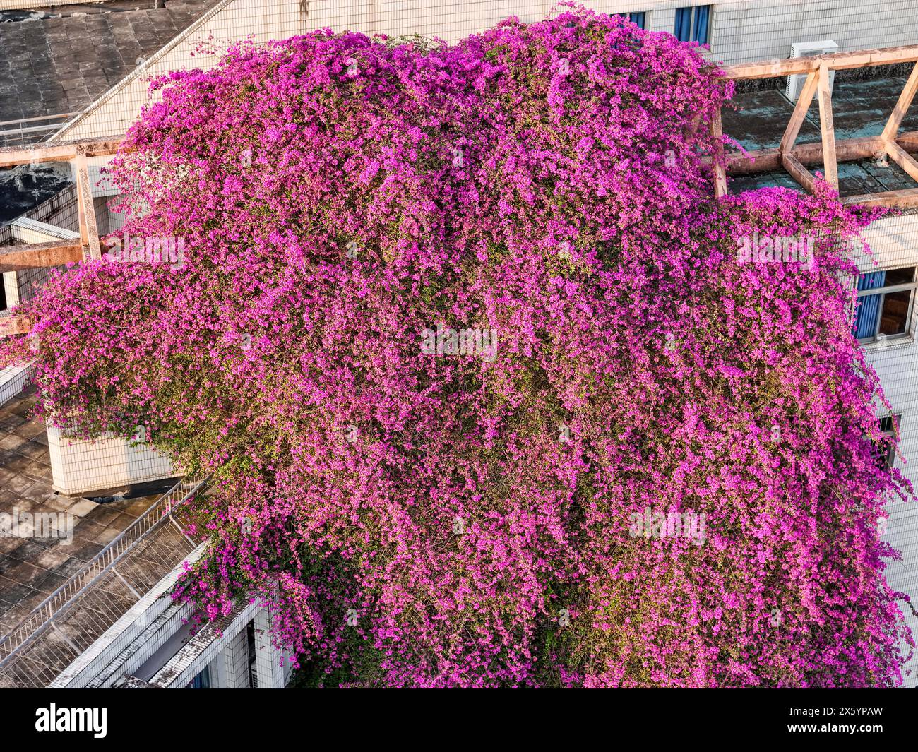 NANNING, CHINA - MAY 11, 2024 - A 30-meter tall Triangle plum grows ...